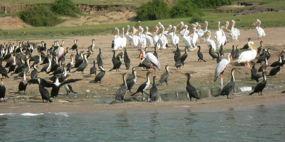 10 Days Rwanda Birding Safari