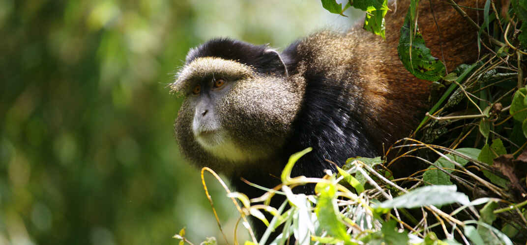 7 Days Primates of Uganda Safari